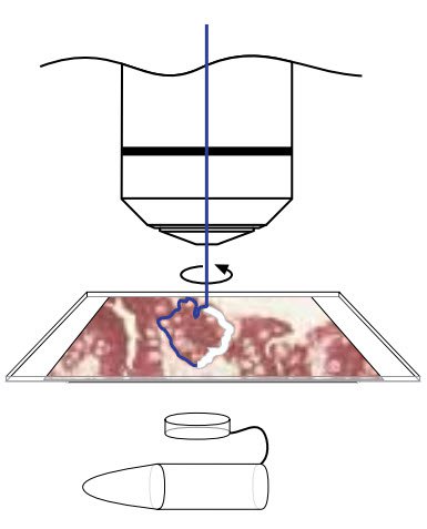 Leica LMD6 & LMD7 激光显微切割系统 - 应用 | 产品 | 徕卡显微系统