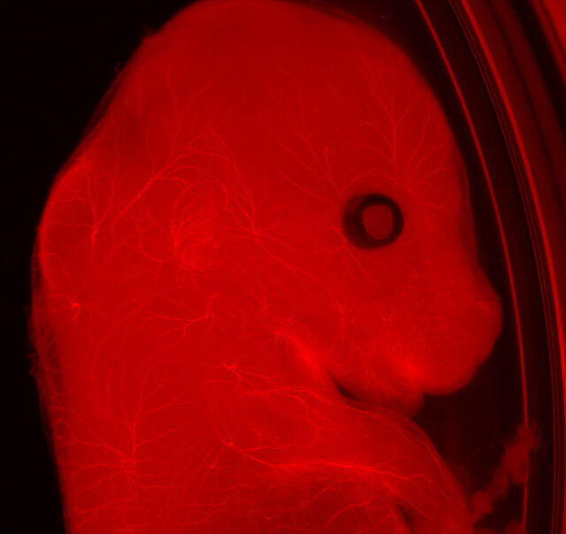 THUNDER模式生物成像系统 | 产品 | 徕卡显微系统