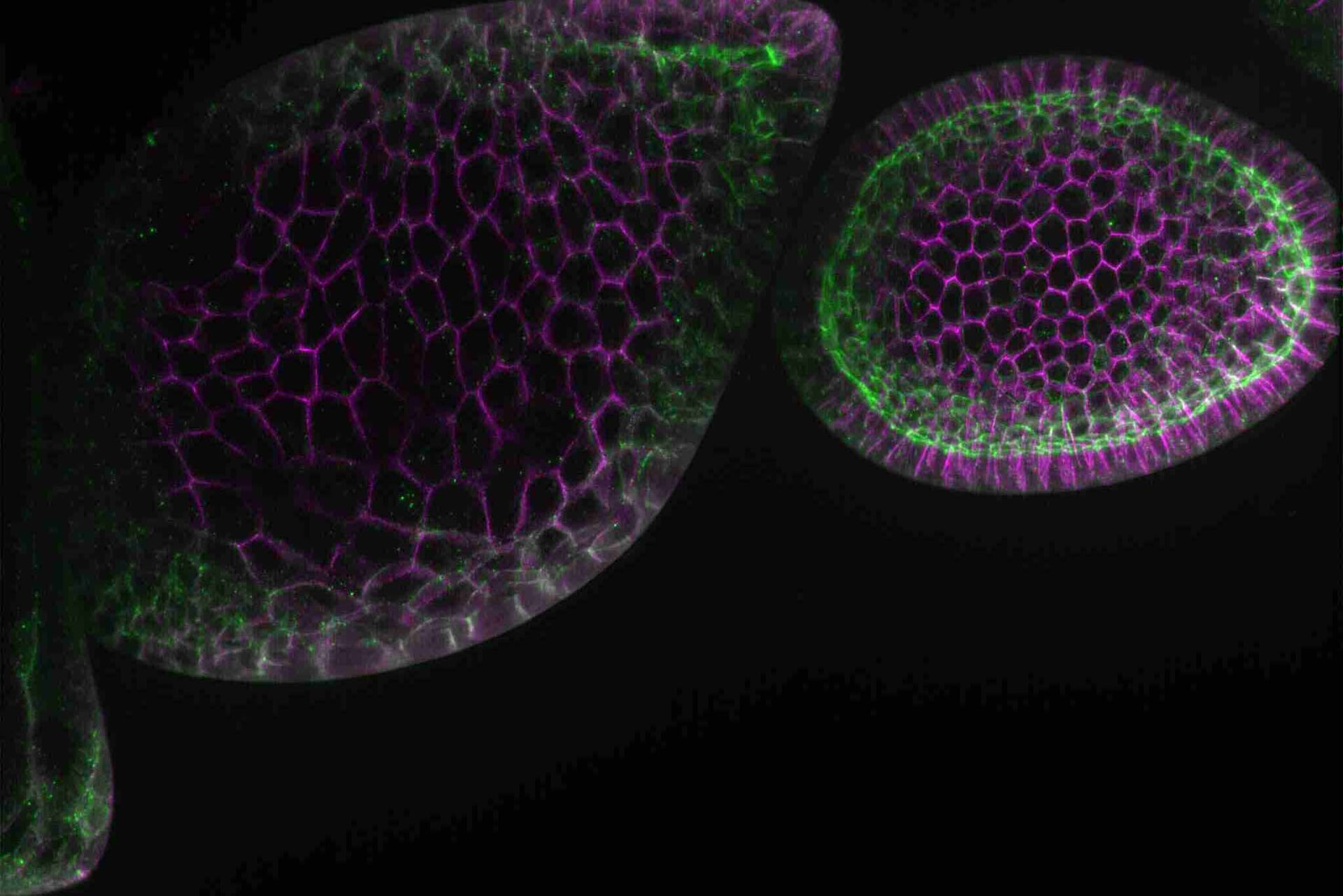LAS X Life Science 面向生命科学应用的显微软件平台 | 产品 | 徕卡显微系统
