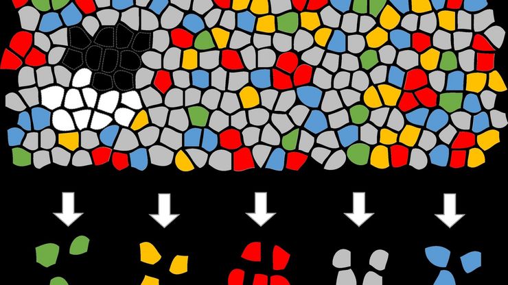 激光微切割（LMD）促进的分子生物学分析 | 学习与分享 | 徕卡显微系统