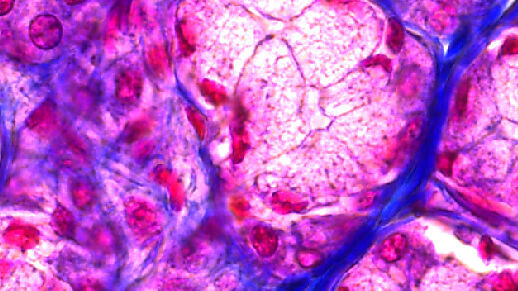 K3C & K3M | 产品 | 徕卡显微系统