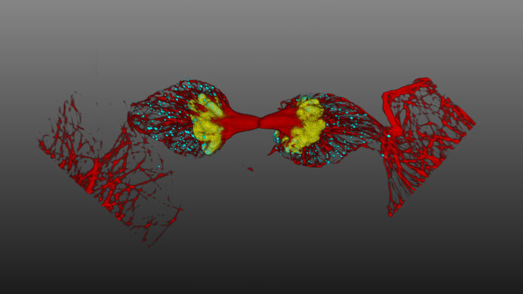 SP8 LIGHTNING 共聚焦显微镜|超高分辨率显微镜 | 产品 | 徕卡显微系统