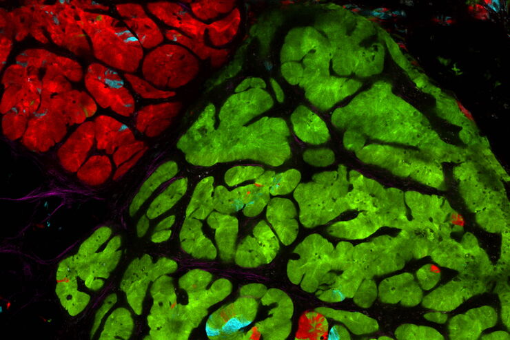 STELLARIS DIVE 多光子共聚焦显微镜 - 应用 | 产品 | 徕卡显微系统