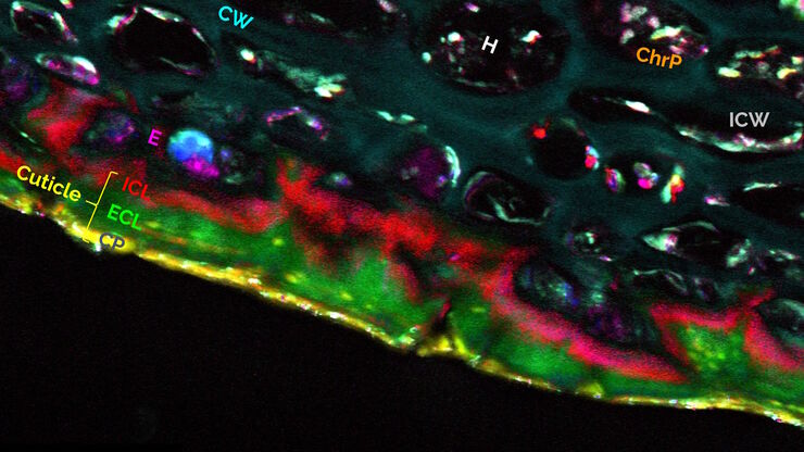 红细胞的光谱评估 | 学习与分享 | 徕卡显微系统