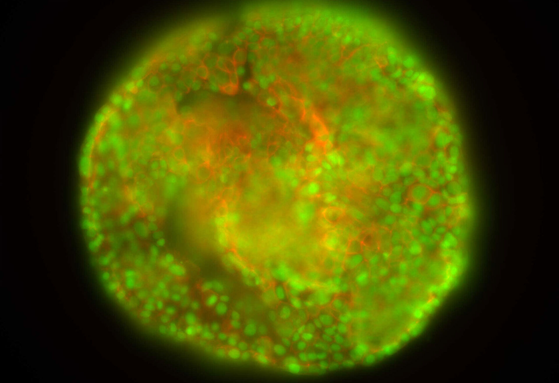 THUNDER Imaging Systems | 产品 | 徕卡显微系统