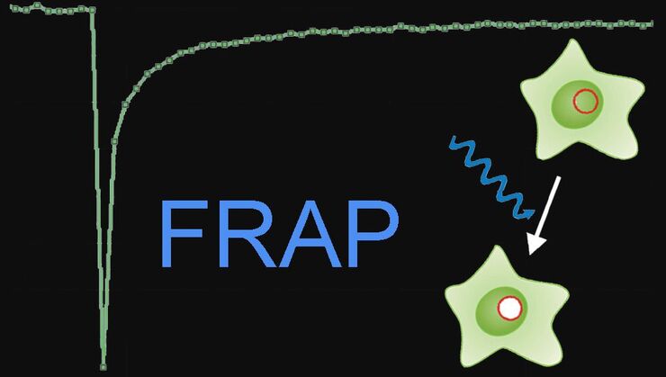 FRAP实验步骤式指南 | 学习与分享 | 徕卡显微系统