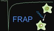 FRAP实验步骤式指南 | 显微镜知识库 | 徕卡显微系统