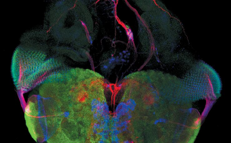 Leica M205 FA 和 Leica M205 FCA (半) 自动荧光体视显微镜 - 应用 | 产品 | 徕卡显微系统
