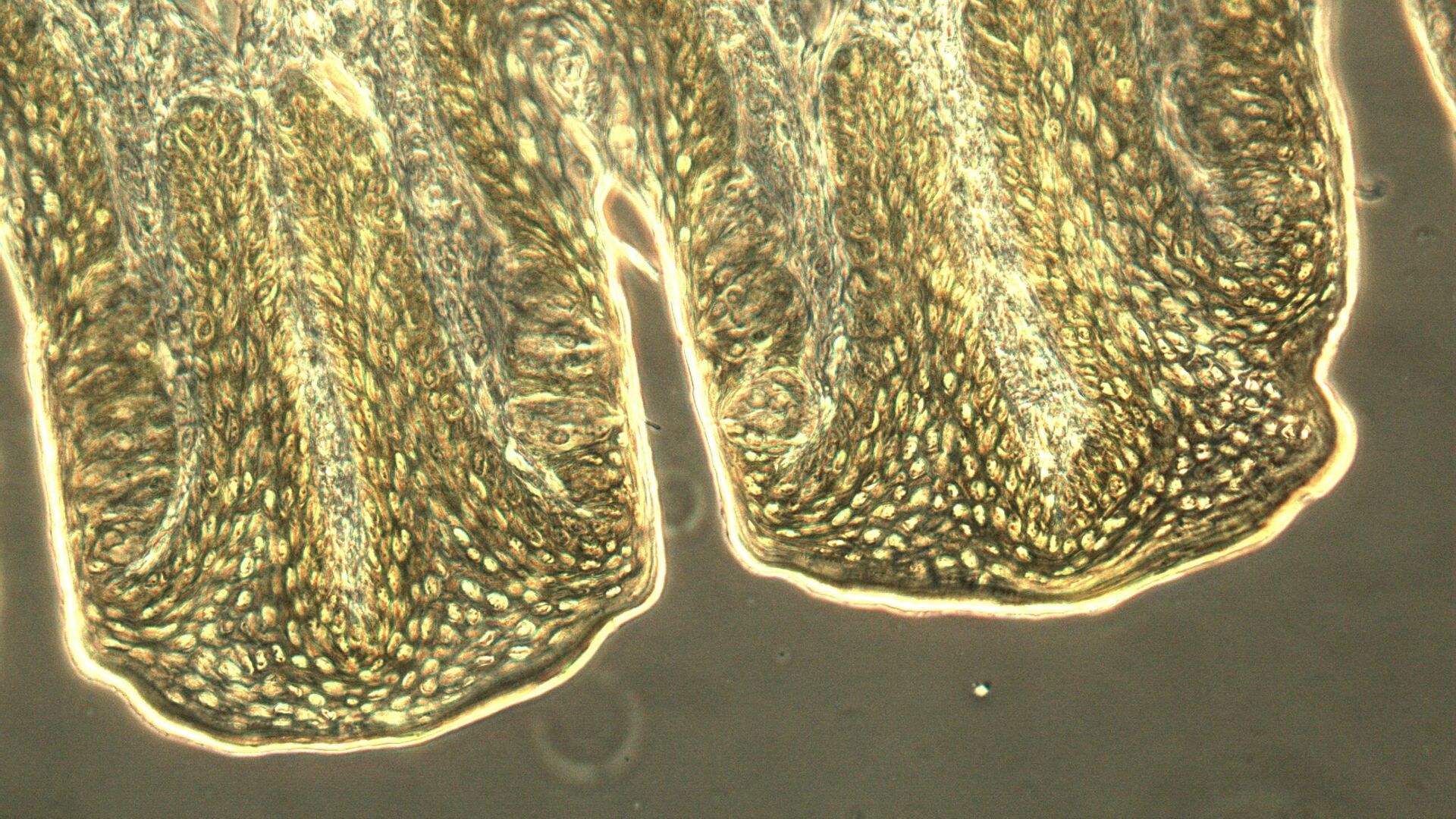 相位对应 | 学习与分享 | 徕卡显微系统
