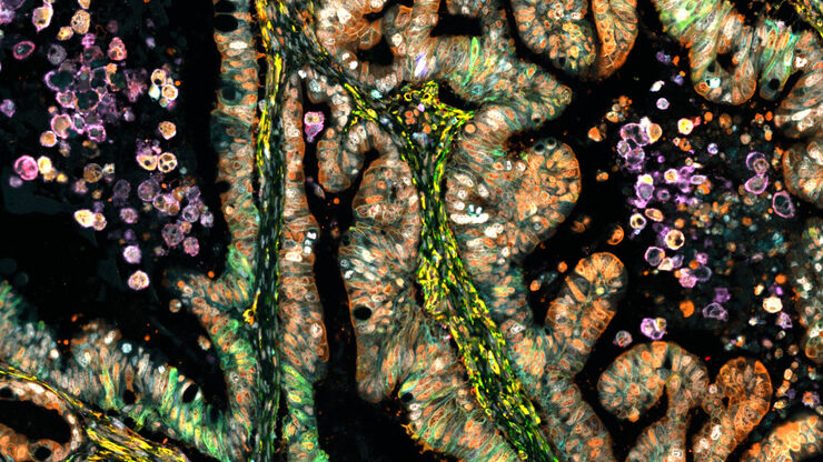 Cell DIVE 超多标组织成像解决方案 | 产品 | 徕卡显微系统