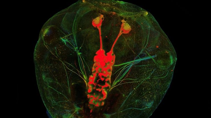 从光到思维：共聚焦显微镜中的检测器和测量技术 | 学习与分享 | 徕卡显微系统