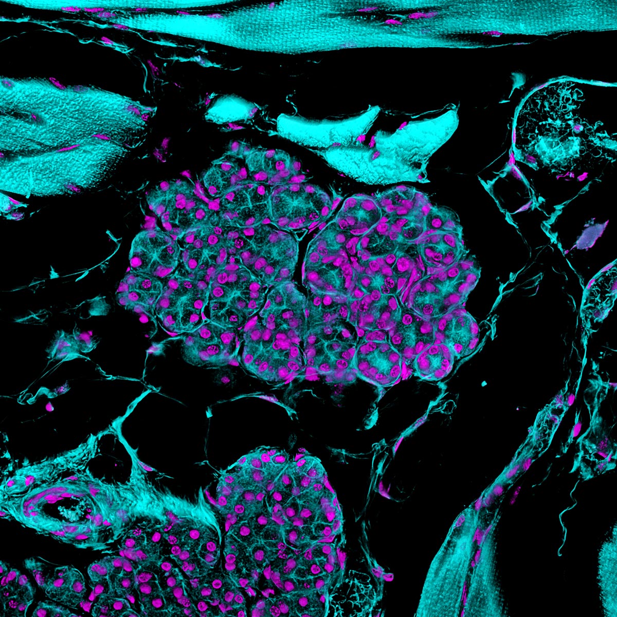 THUNDER Imager Tissue全景组织显微成像系统 光学显微镜 | 产品 | 徕卡显微系统